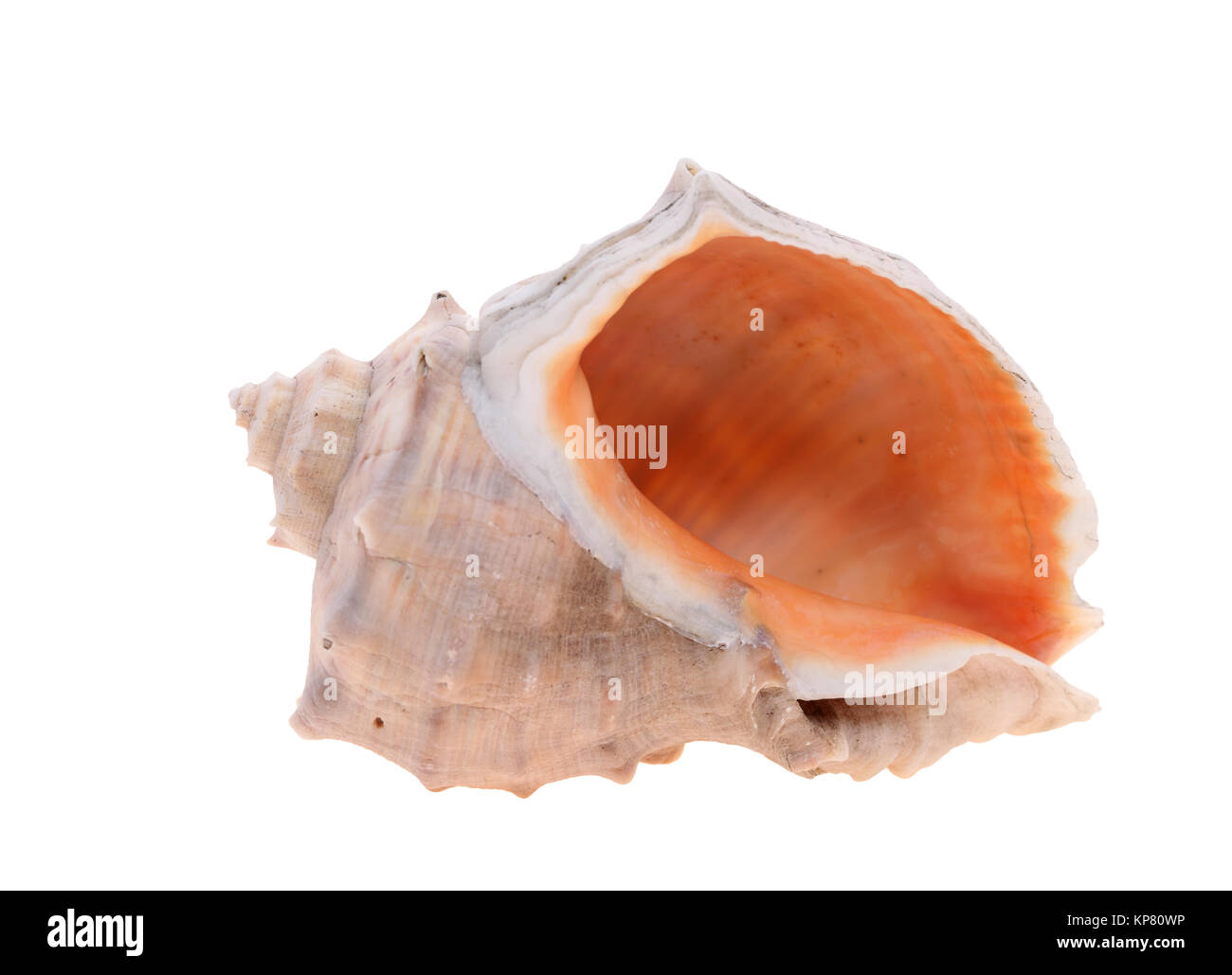 Seashell shapes Cut Out Stock Images & Pictures - Alamy