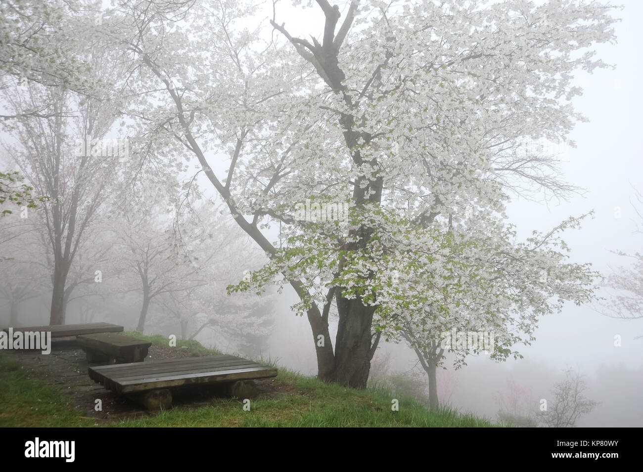 springtime cherry blossom tree with the fog Stock Photo - Alamy