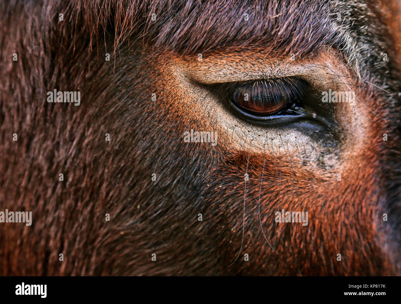 Donkey in detail view Stock Photo - Alamy
