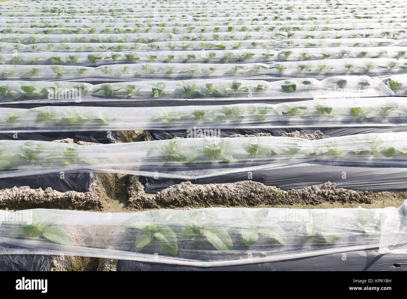 Landscape vegetable farmland covered with plastic foil Stock Photo - Alamy