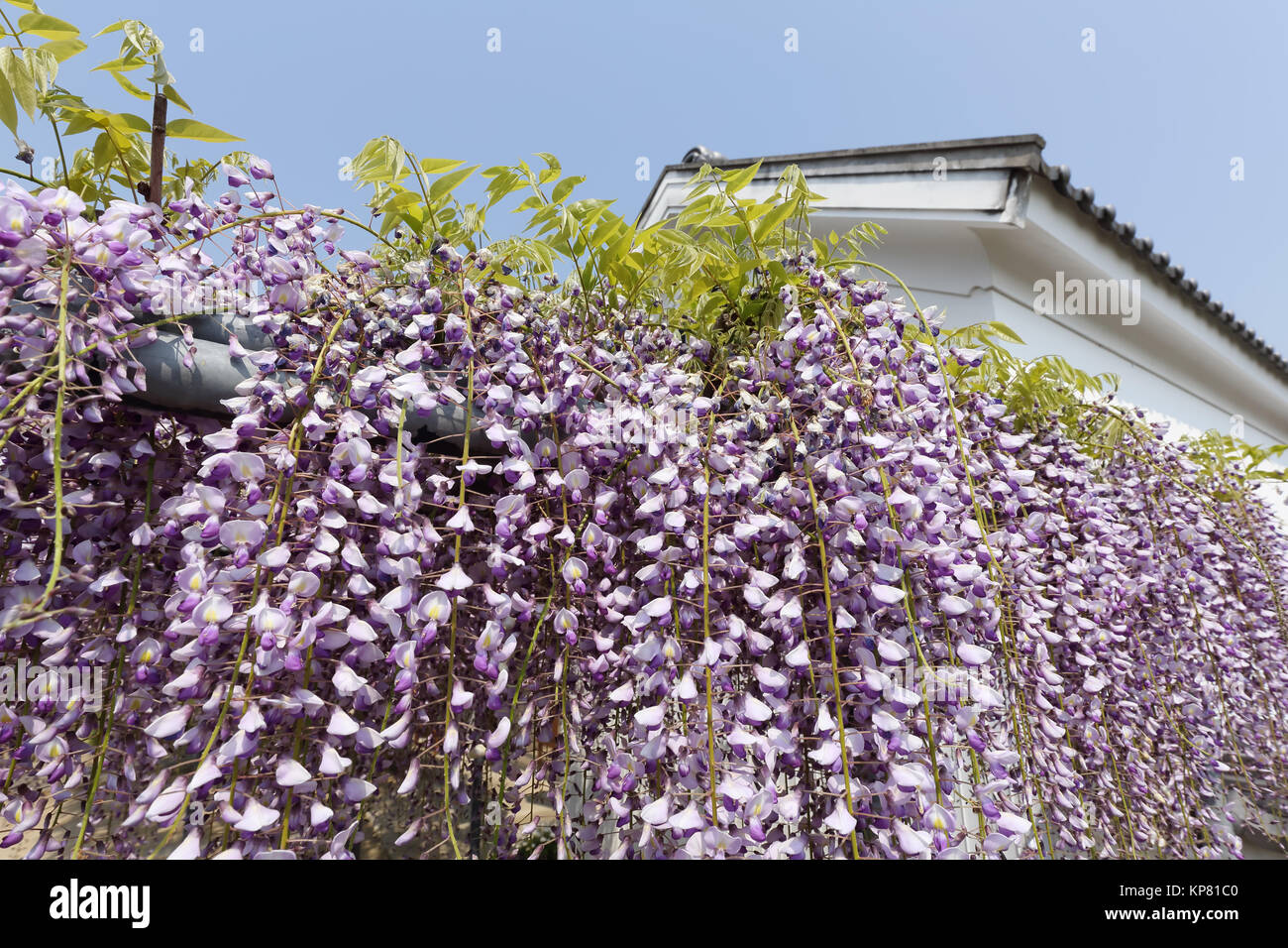 Wisteria trellis hi-res stock photography and images - Alamy
