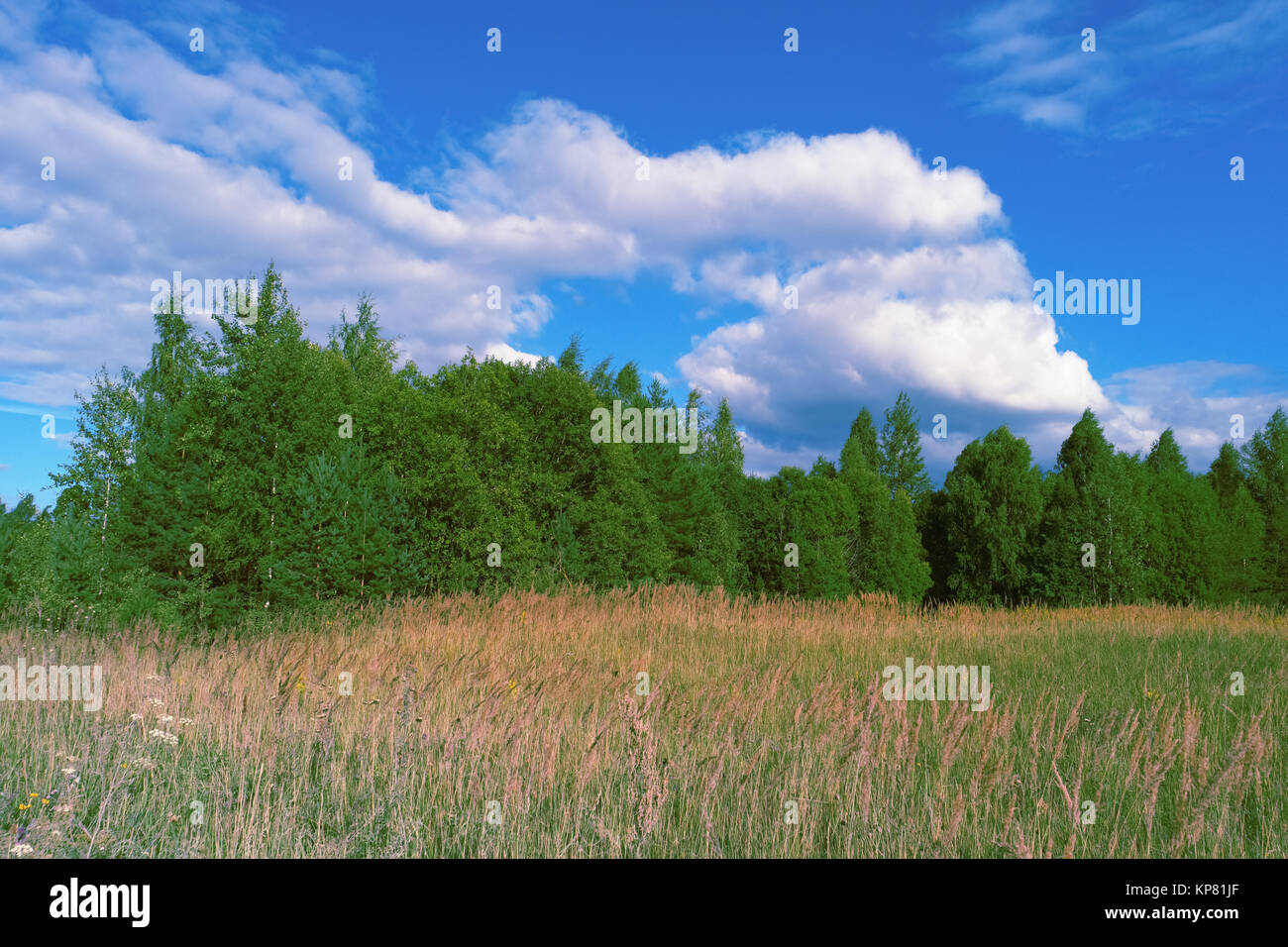 Beautiful summer landscape Stock Photo - Alamy