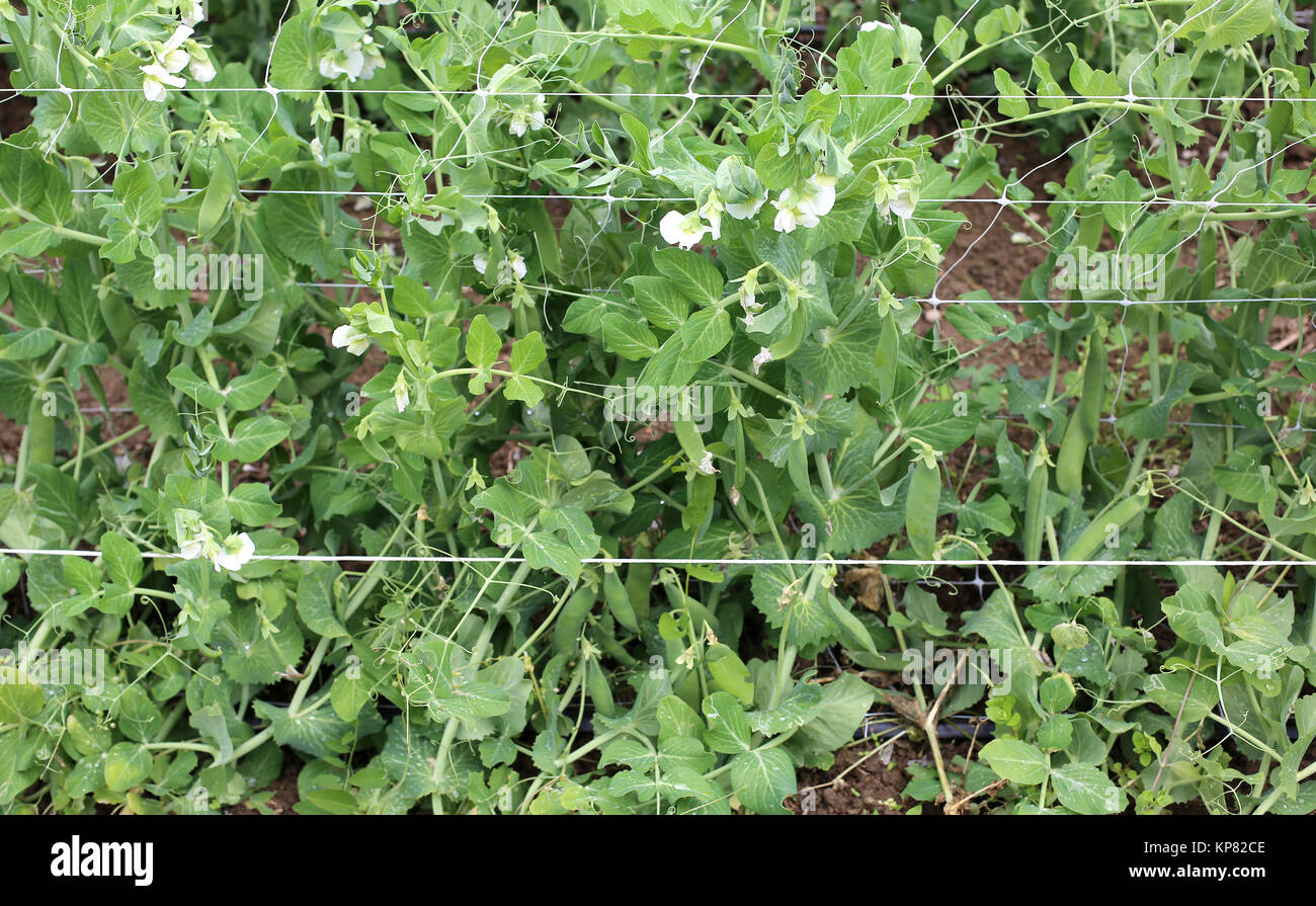 organic farming: detail of green plant of peas Stock Photo - Alamy