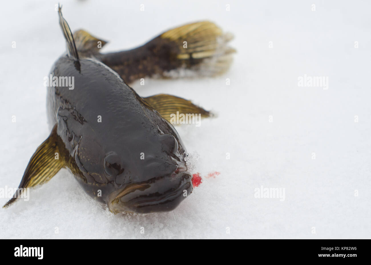 Big fish eating little fish hi-res stock photography and images - Alamy