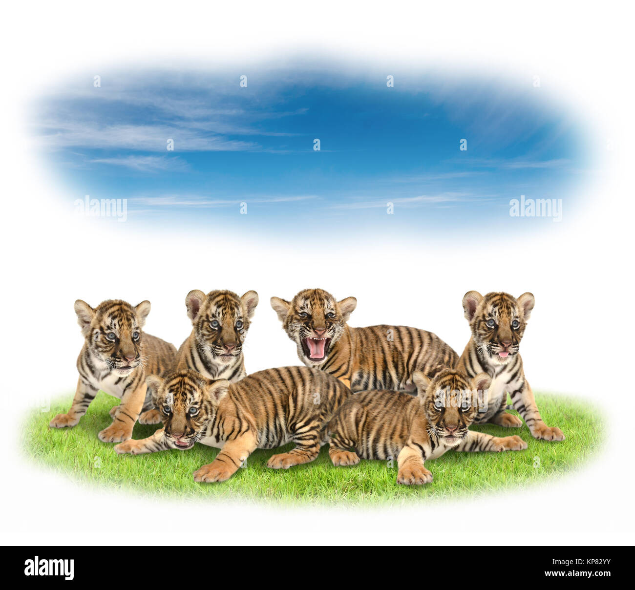 Tiger jumping isolated Cut Out Stock Images & Pictures - Alamy