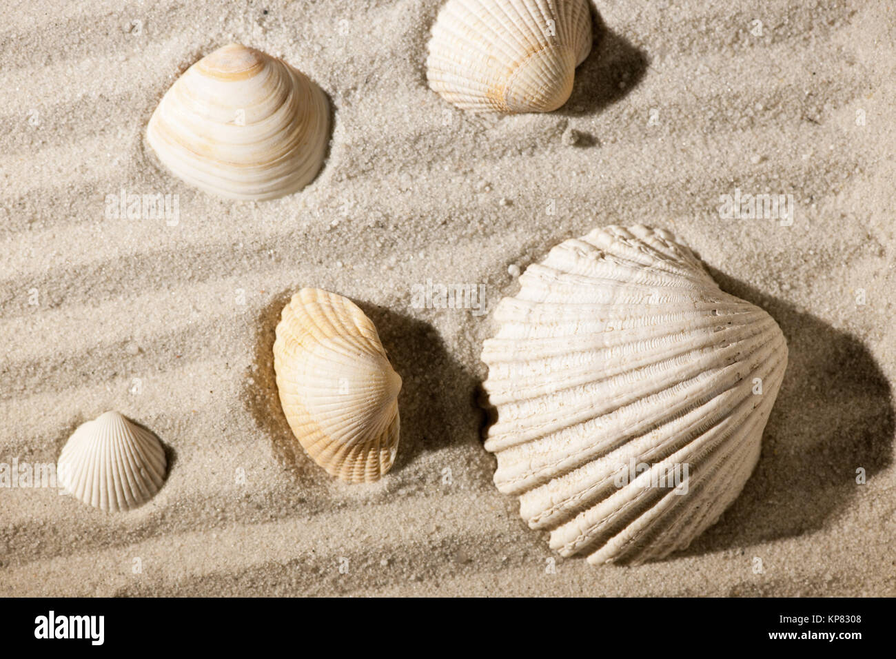 five shells on sand Stock Photo - Alamy