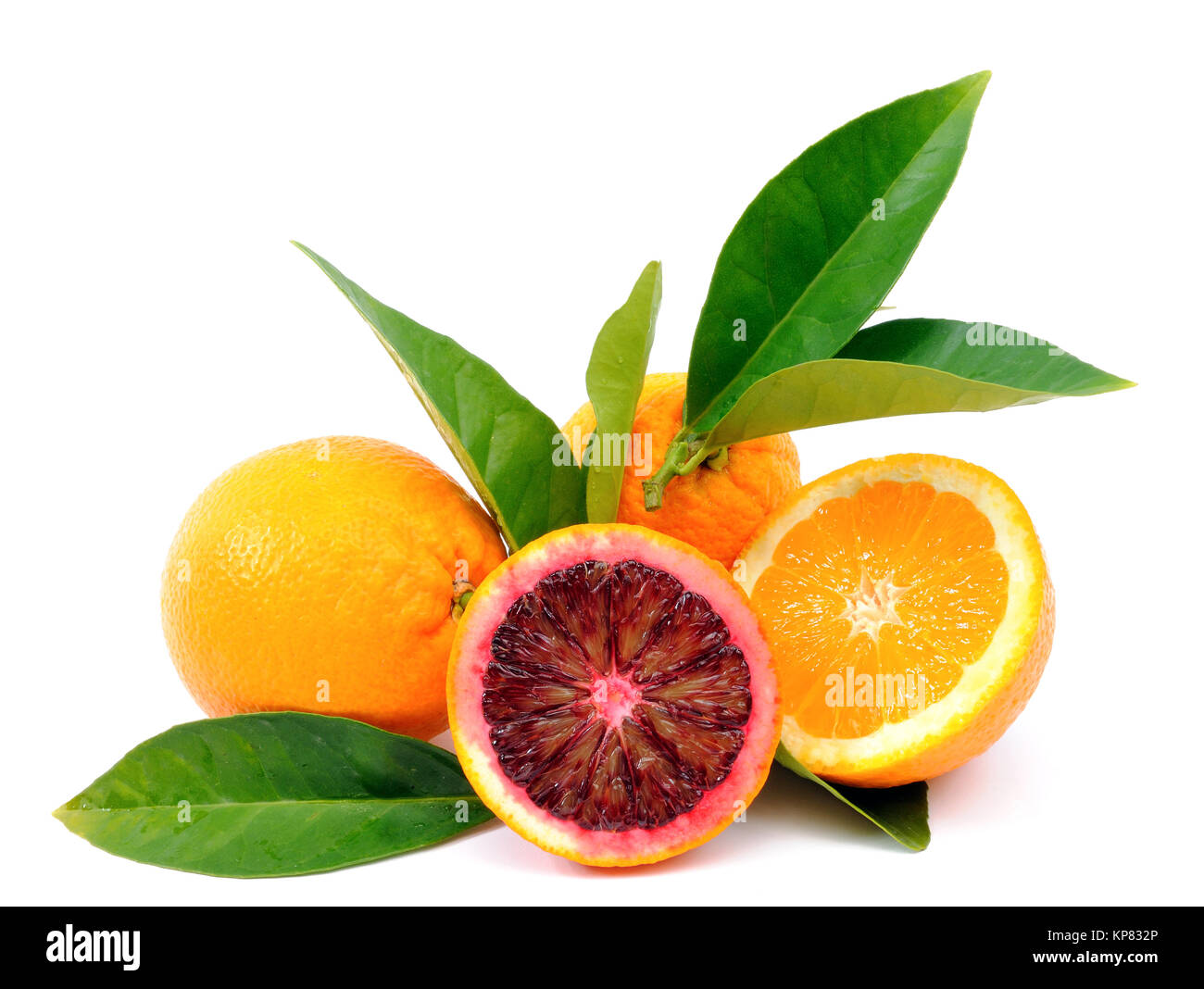 Oranges harvested in an organic cultivation, photographed on white ...
