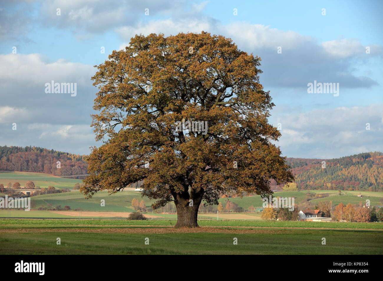 Golden oktober hi-res stock photography and images - Alamy