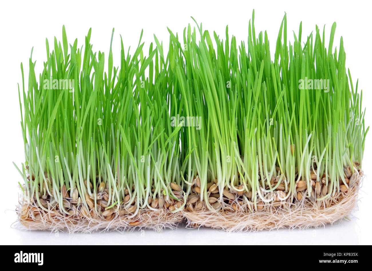 Fresh green grass sprouted grains with roots Stock Photo - Alamy