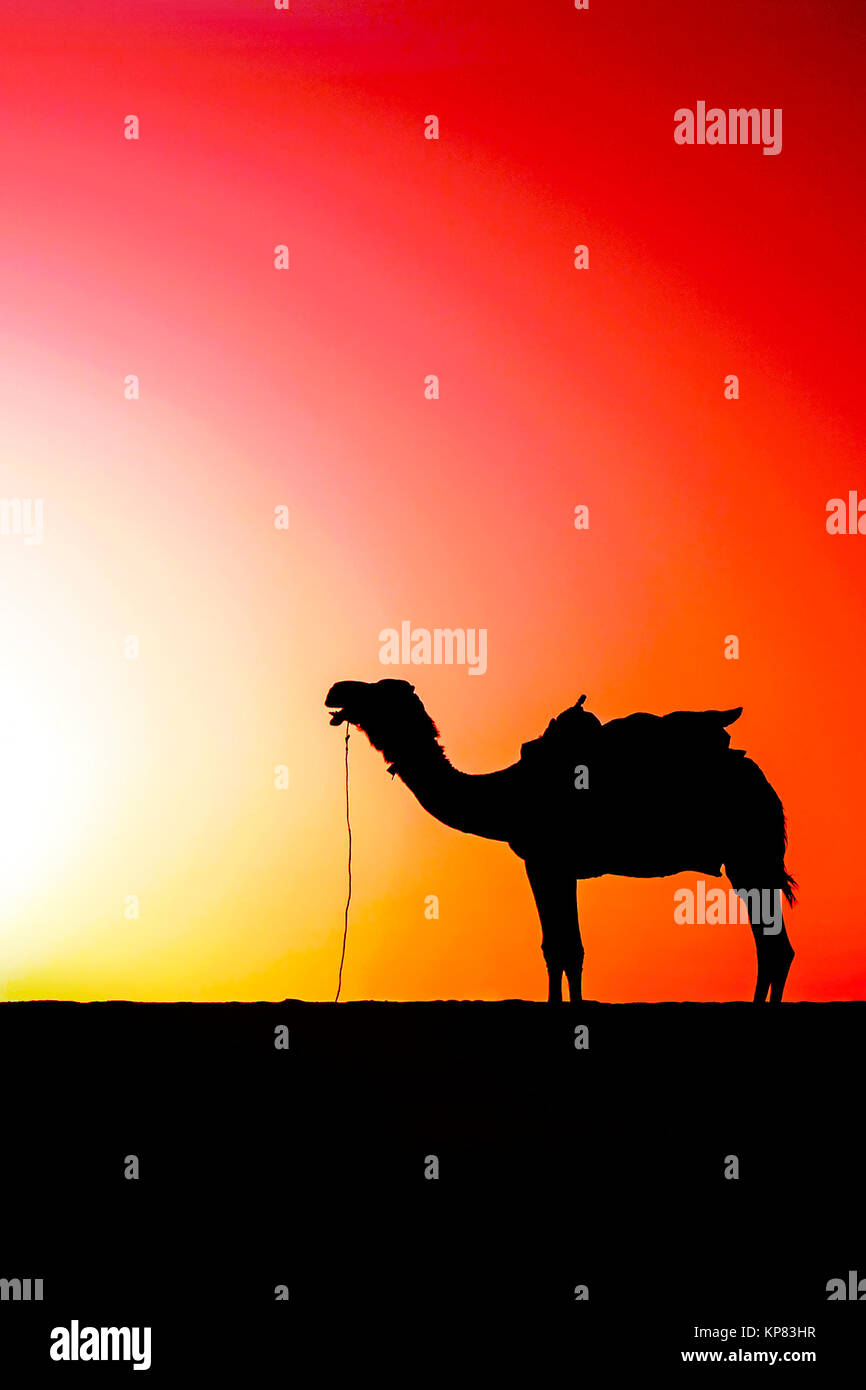 Camel at sunset, India Stock Photo - Alamy