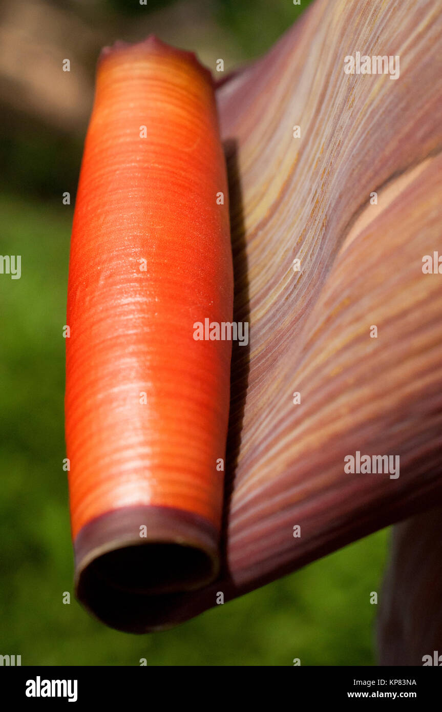 orange leaf plant abstract Stock Photo - Alamy