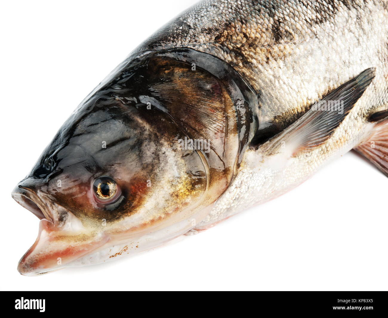 Bighead carp,Bighead carp,Bighead carp,Bighead carp Stock Photo - Alamy