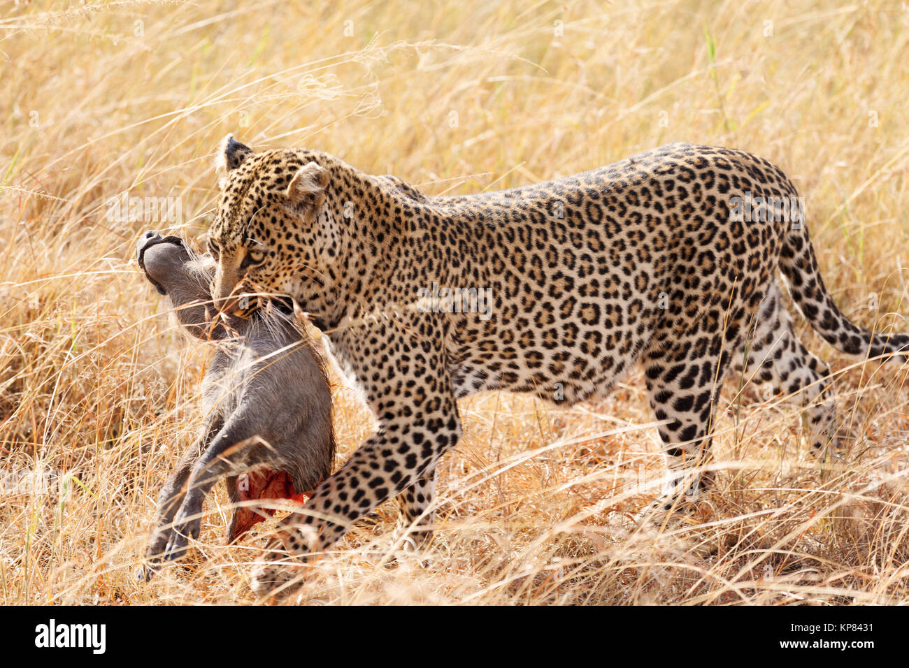 Female leopard in Masai Mara Stock Photo - Alamy