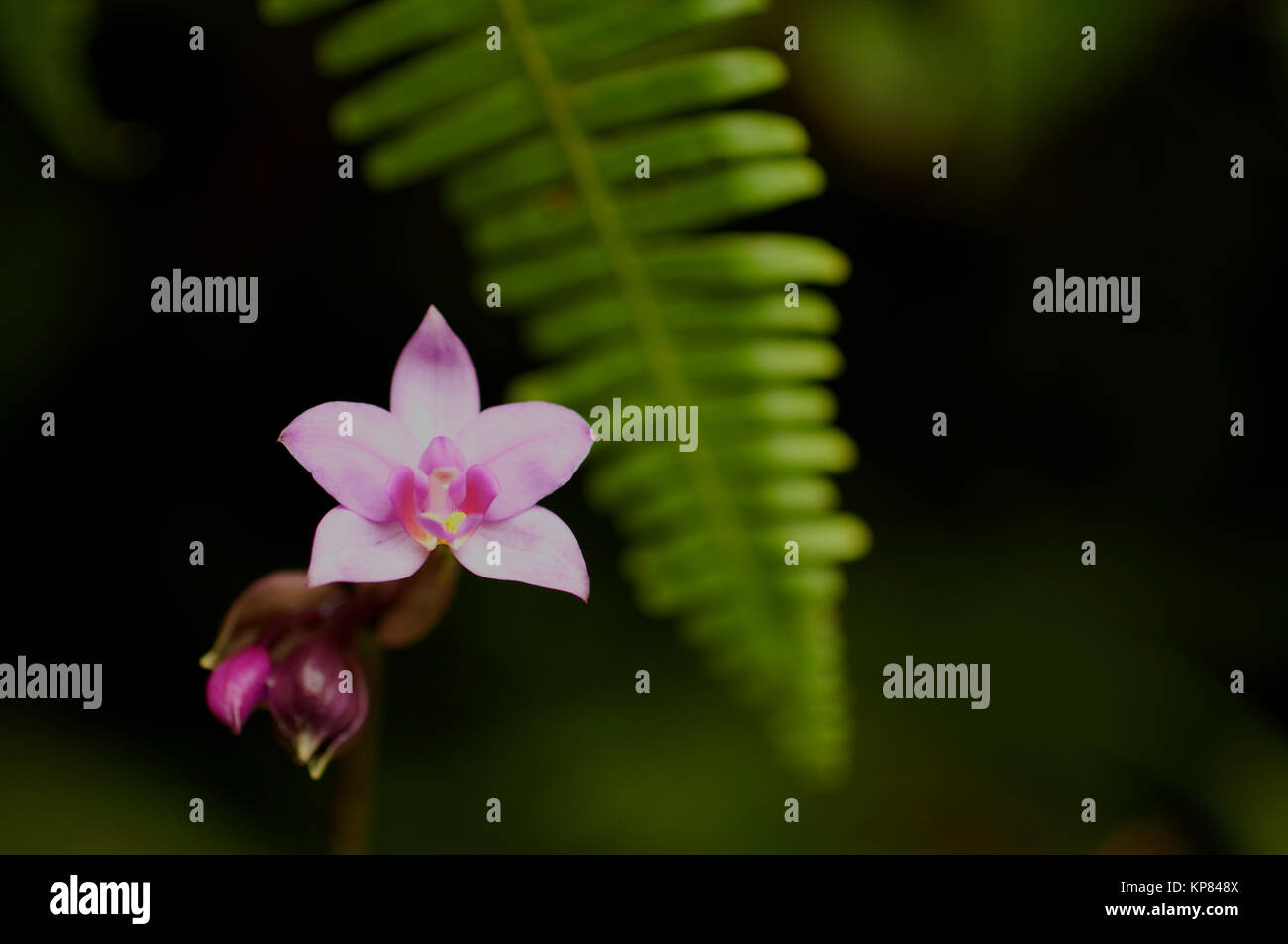 Orchid fern hi-res stock photography and images - Alamy