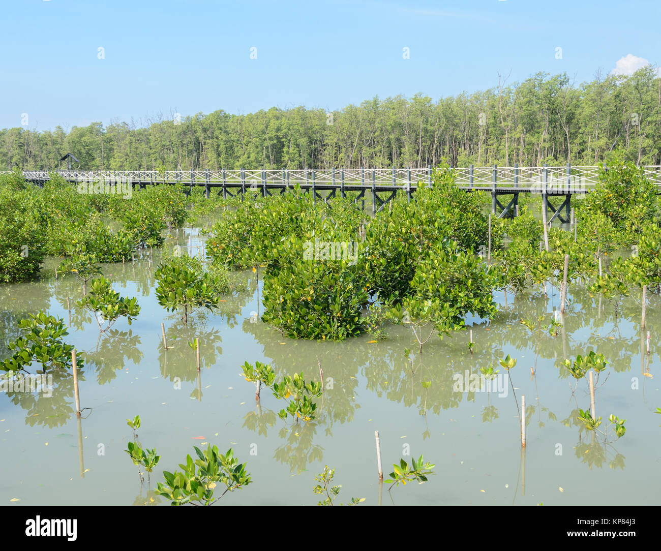 Wooden bridge in mangrove forest Stock Photo - Alamy