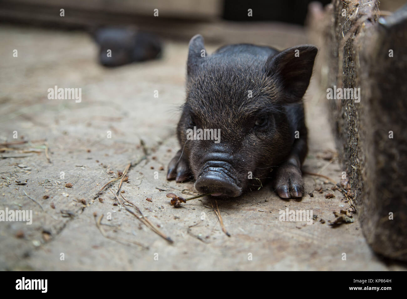 small pigs in the farm Stock Photo - Alamy
