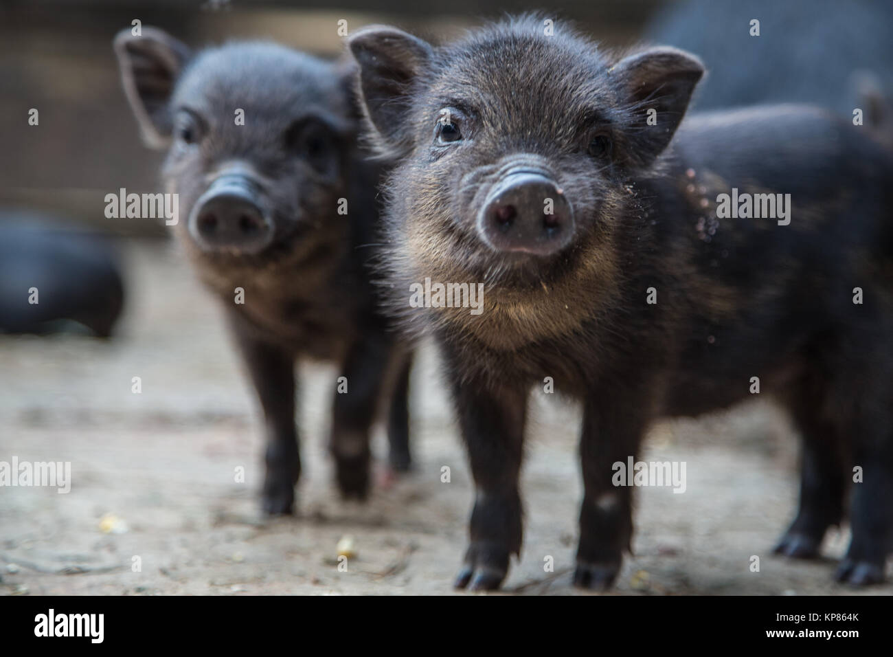 small pigs in the farm Stock Photo - Alamy