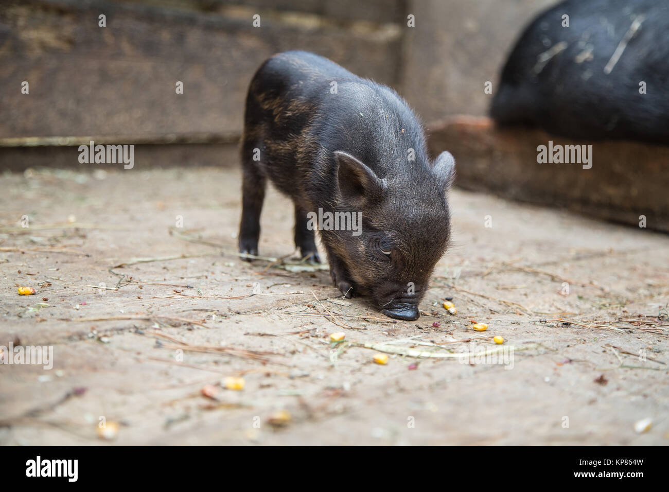 small pigs in the farm Stock Photo - Alamy
