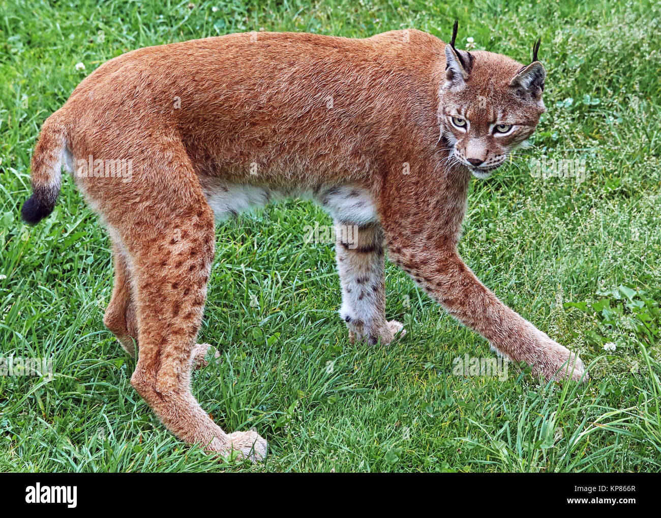 European lynx in the grass Stock Photo - Alamy
