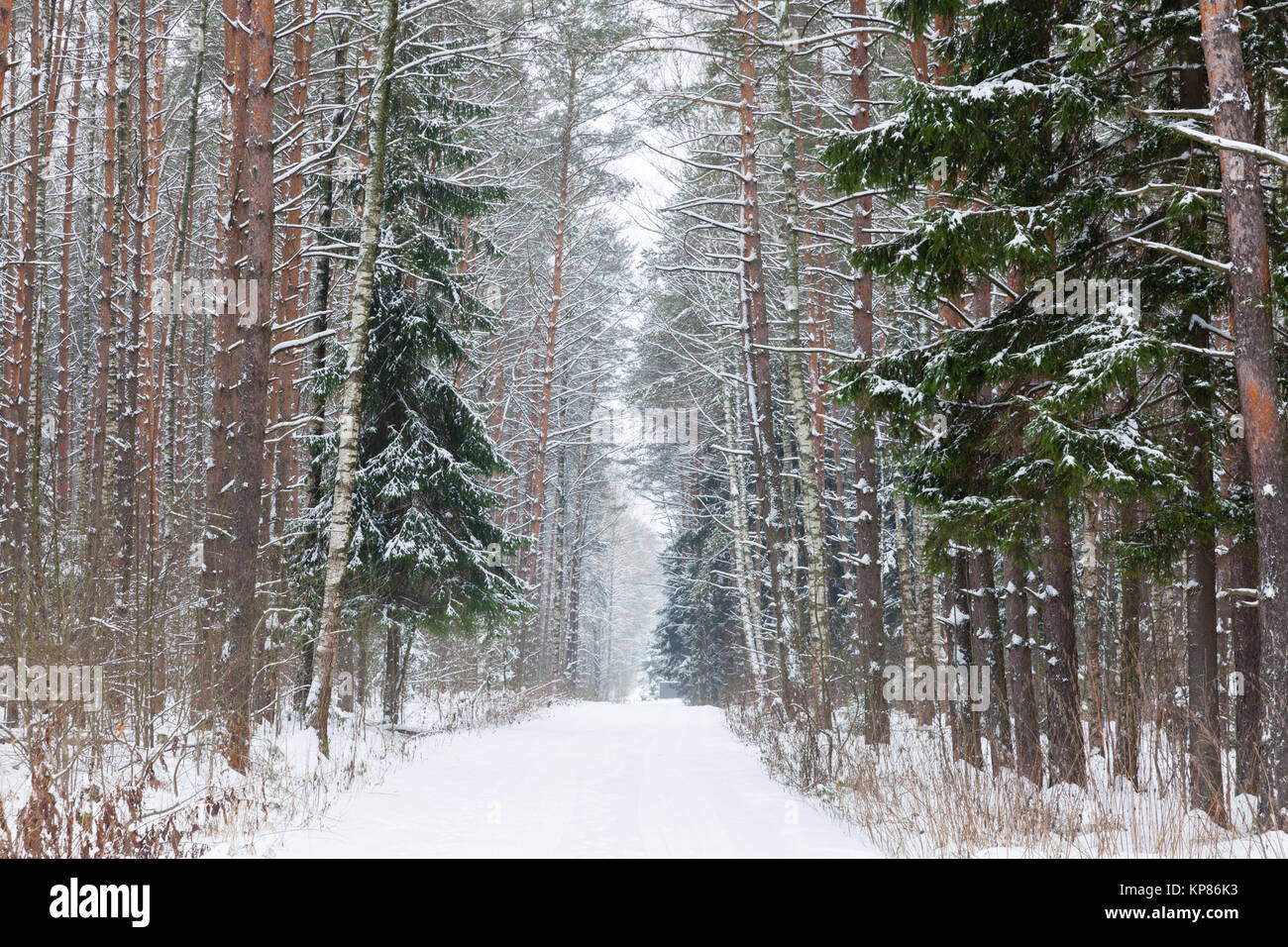 Winter woods pathway hi-res stock photography and images - Alamy