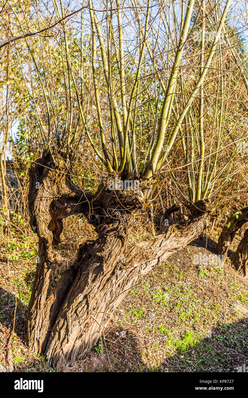 Gnarled bark hi-res stock photography and images - Alamy
