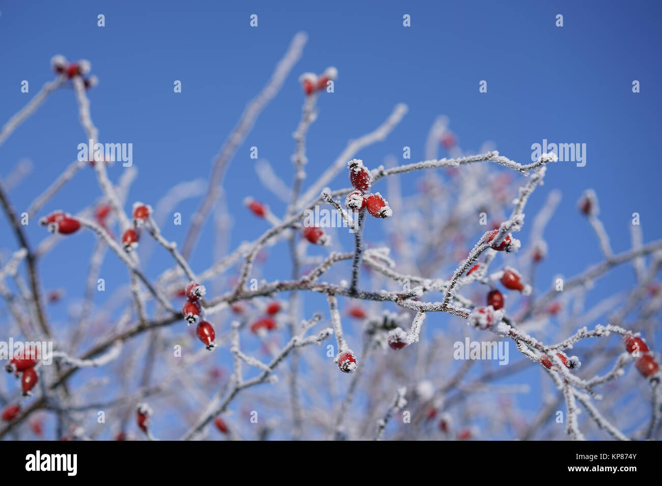 frozen rose hips on a shrub in winter Stock Photo - Alamy