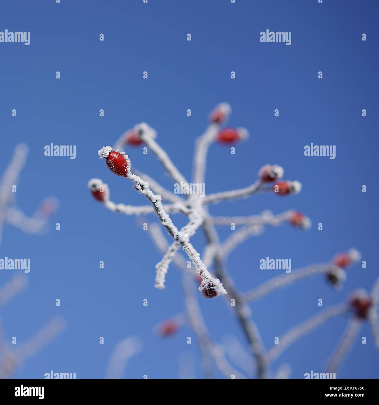 Rose hip in winter environment hi-res stock photography and images - Alamy