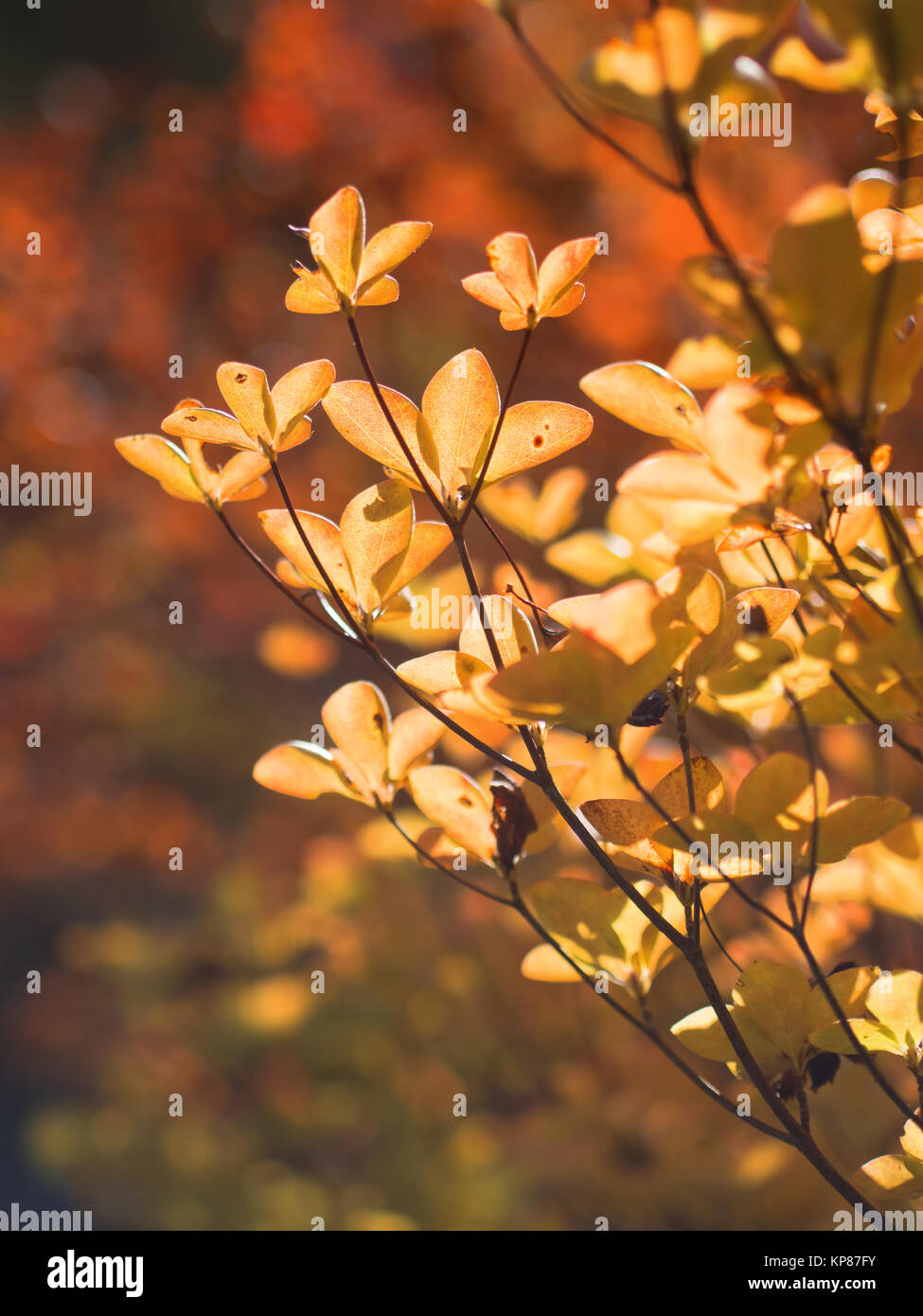 golden autumn foliage Stock Photo - Alamy