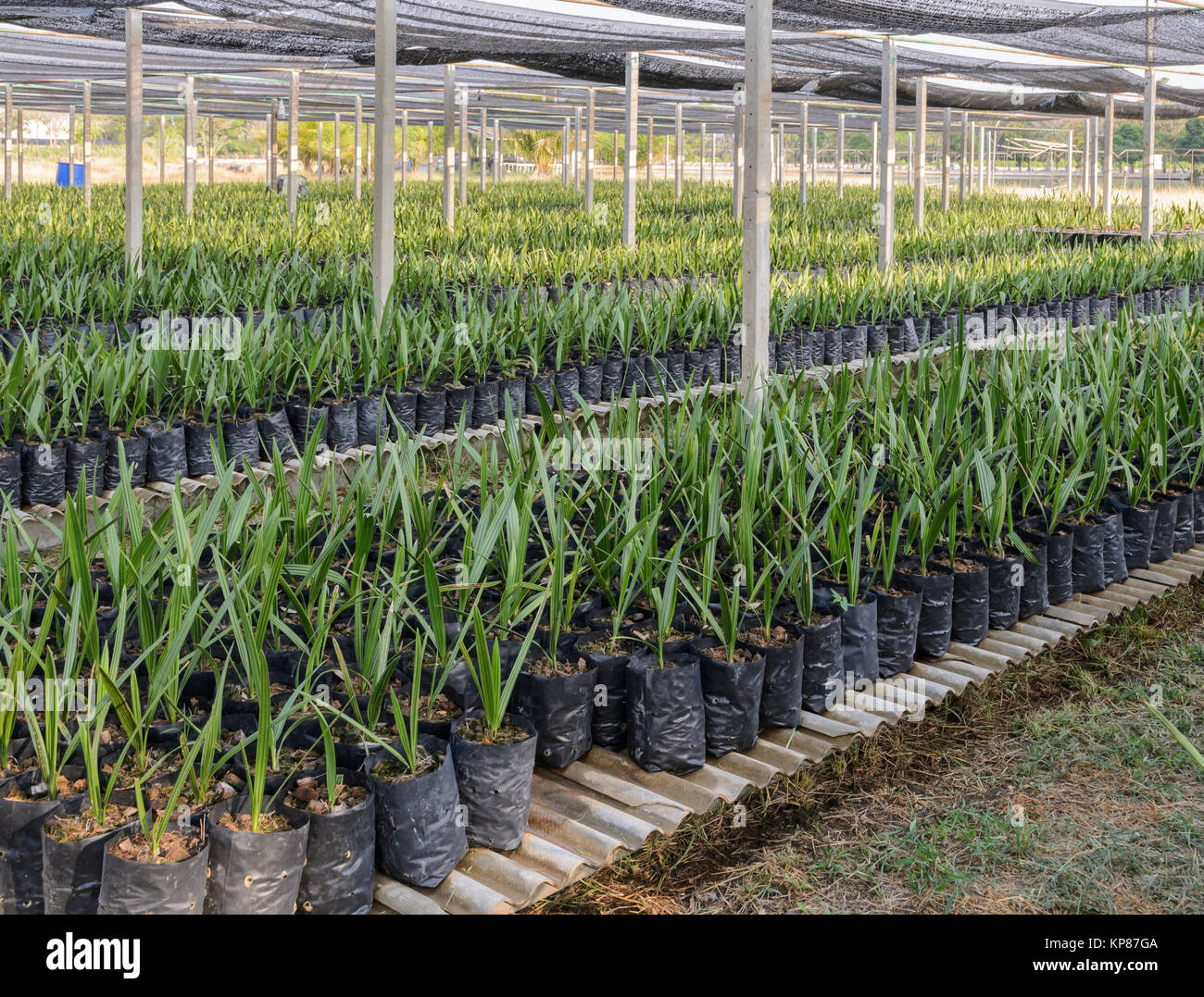 Date plant in nursery Stock Photo - Alamy