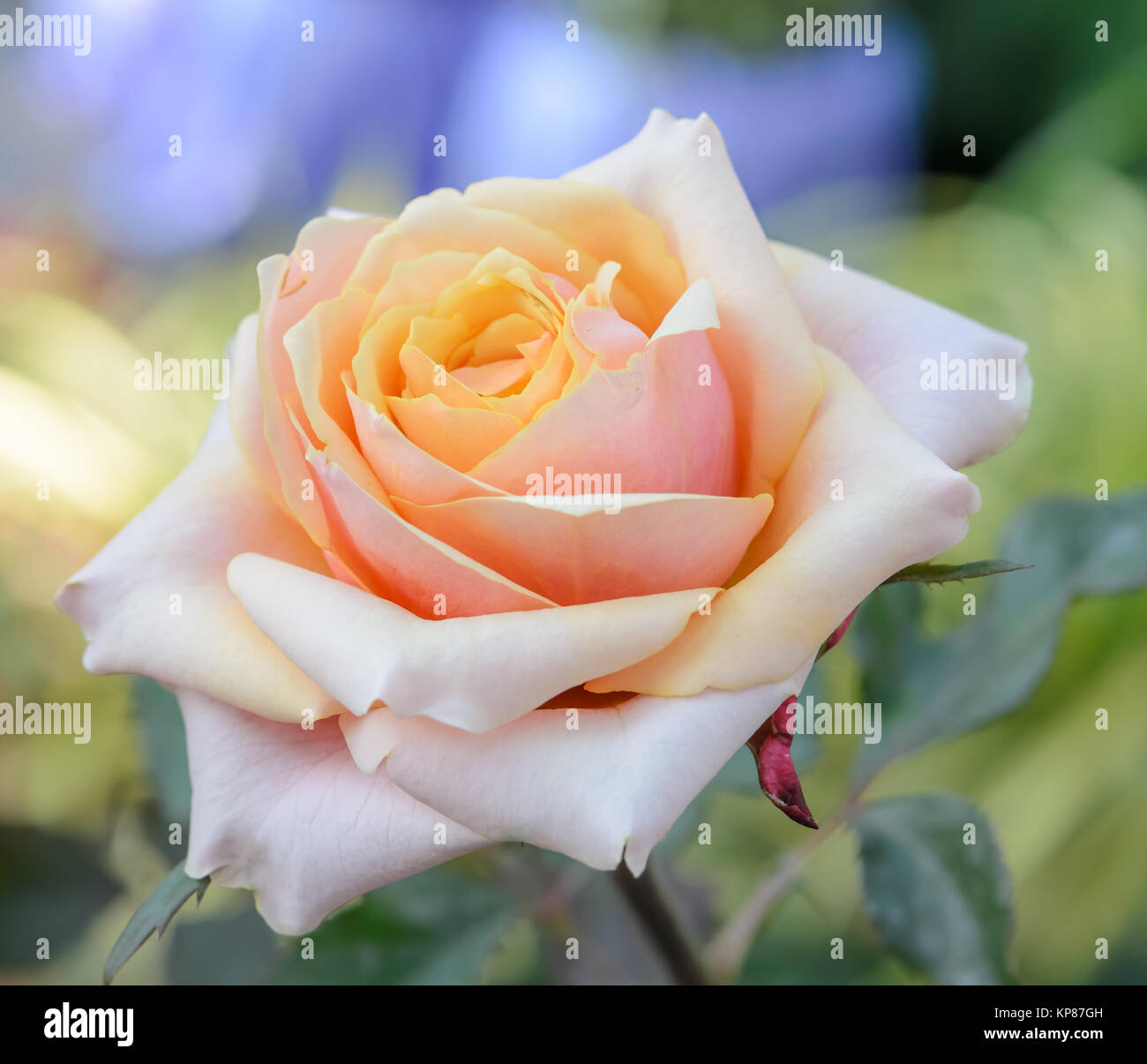 Pink hybrid rose Stock Photo - Alamy
