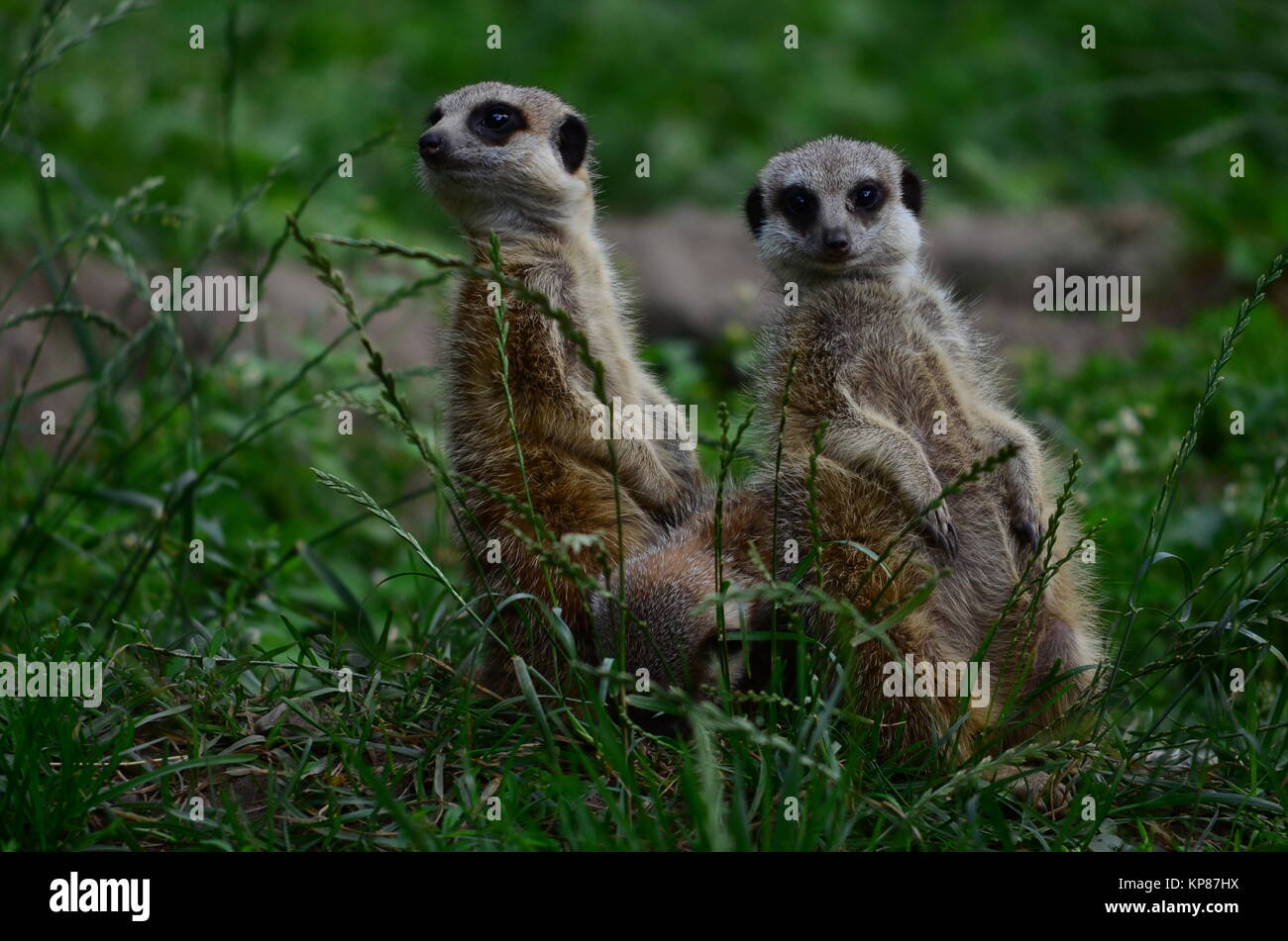 Erdmännchen südafrika hi-res stock photography and images - Alamy