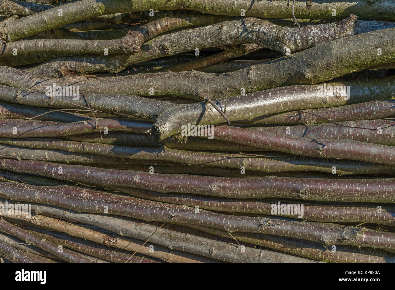 close up of layered branches Stock Photo - Alamy