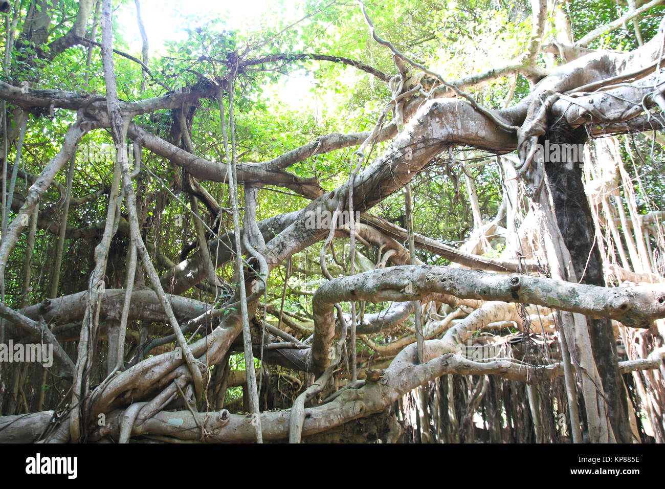 Banyan tree roots Stock Photo - Alamy