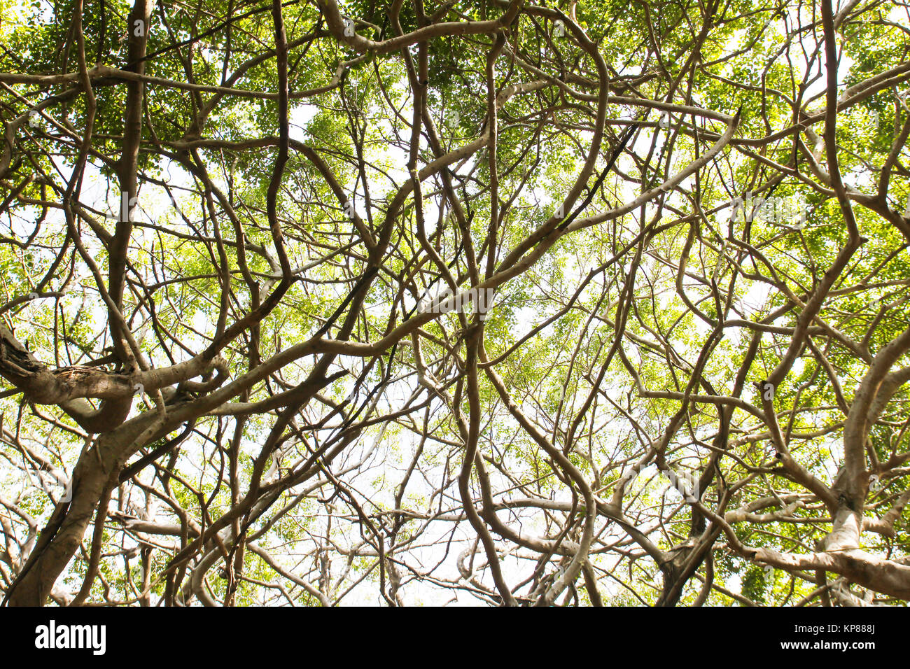 Arbor of old banyan tree Stock Photo - Alamy