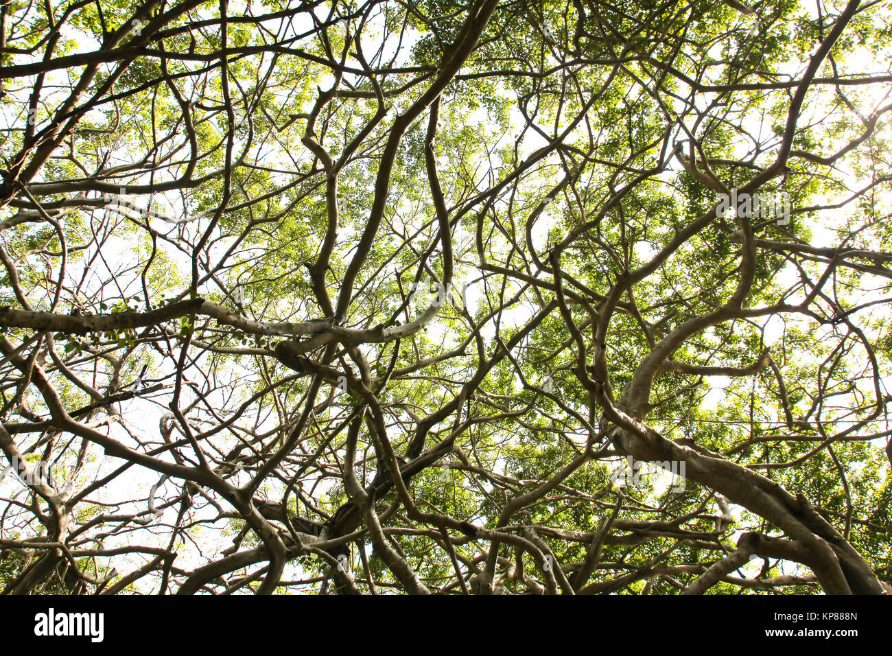 Arbor of old banyan tree Stock Photo - Alamy