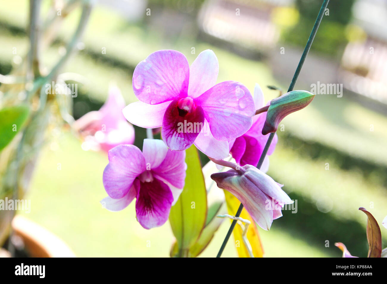 Beautiful orchid in garden Stock Photo - Alamy