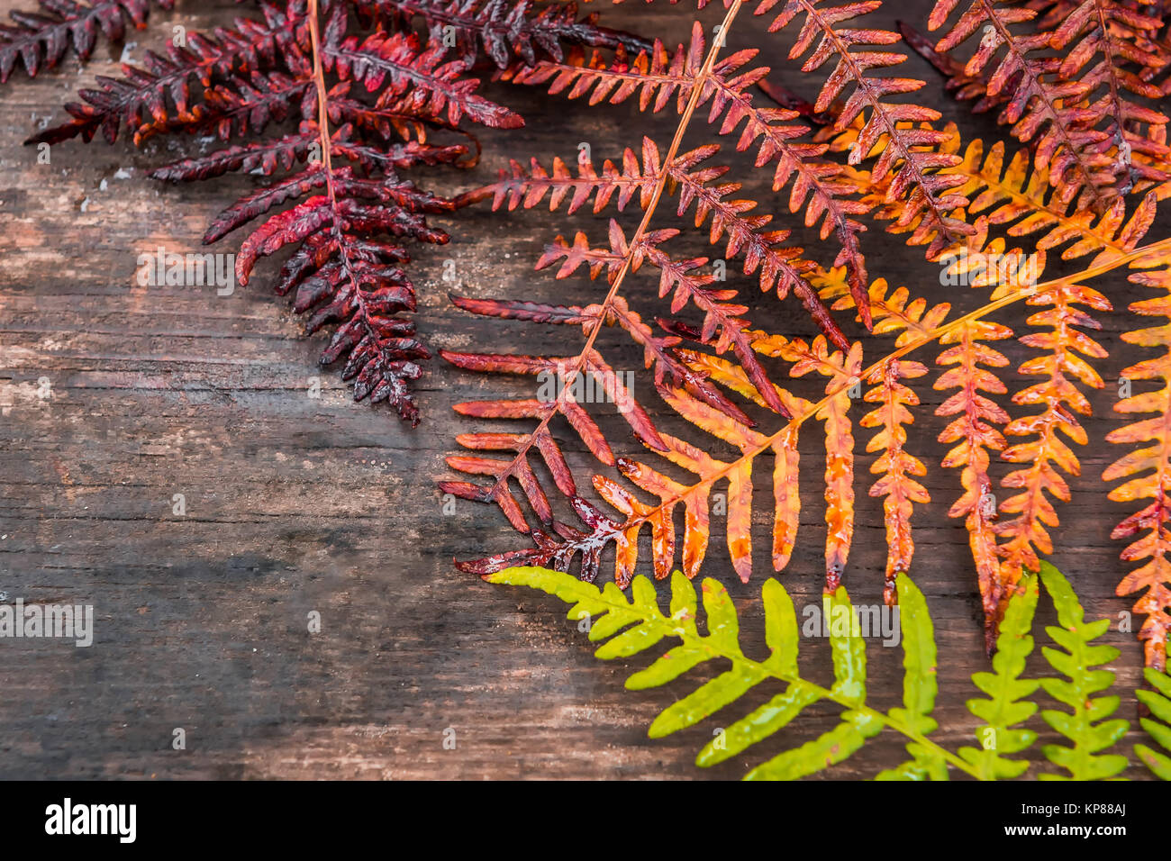 Fern life cycle hi-res stock photography and images - Alamy