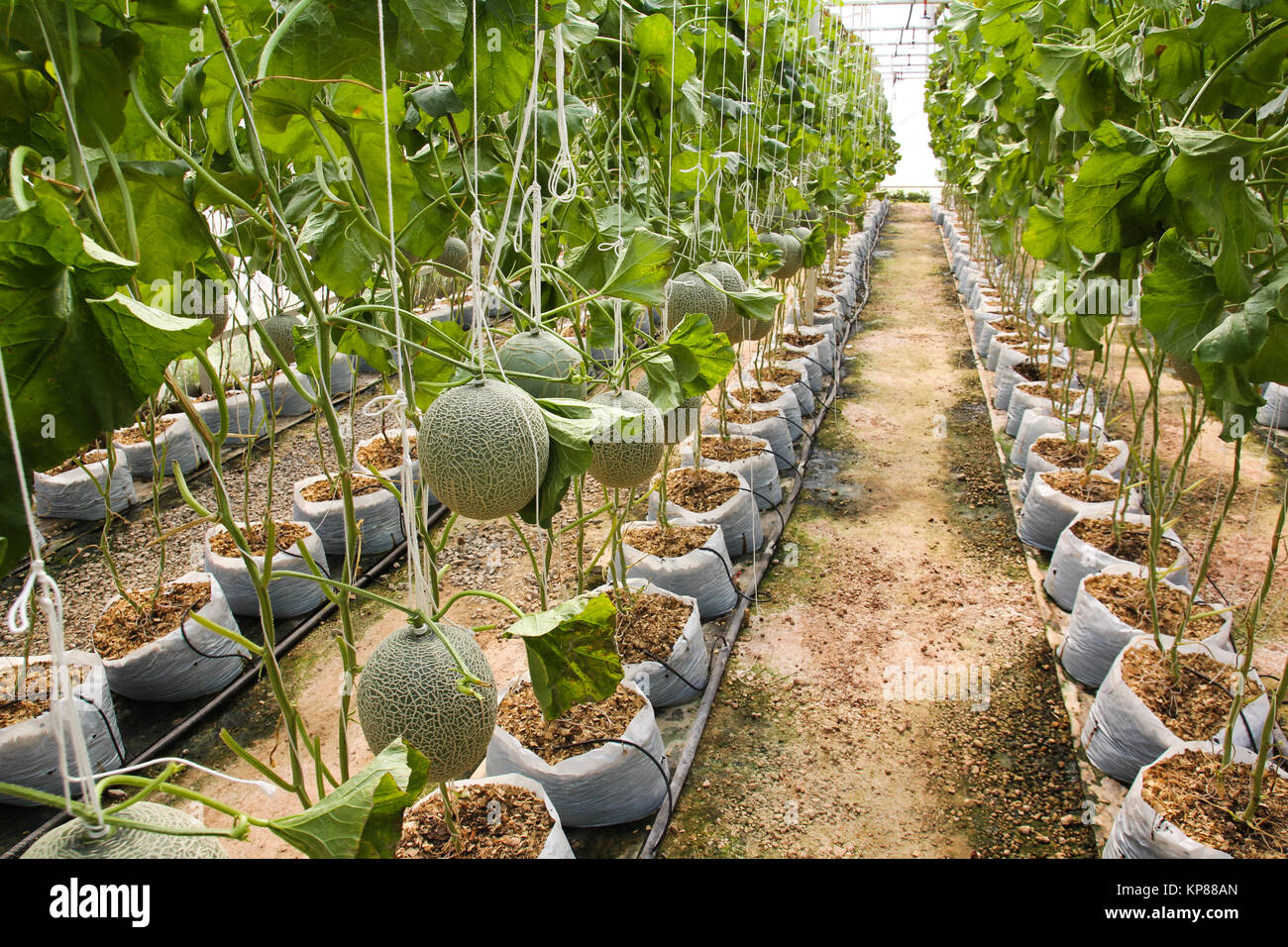 Melon organic produce from the farm Stock Photo - Alamy