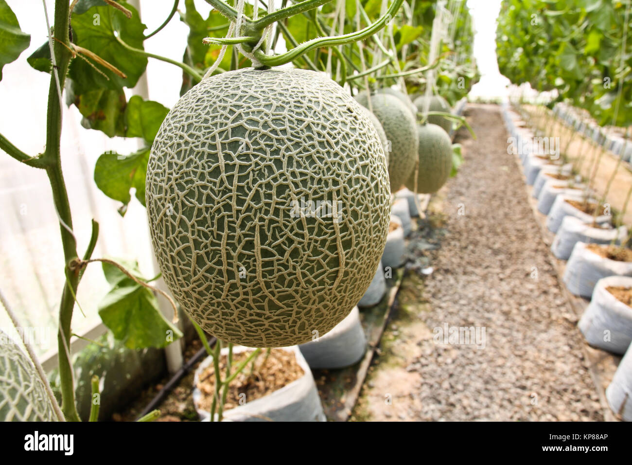 Melon organic produce from the farm Stock Photo - Alamy