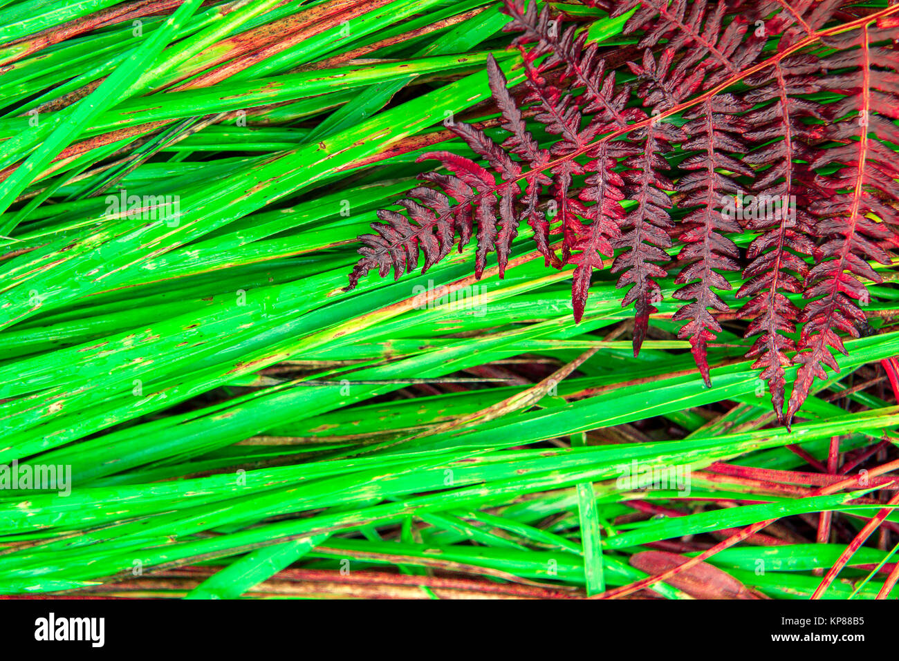 Dry red Fern plant on green wet fresh grass in forest Stock Photo - Alamy