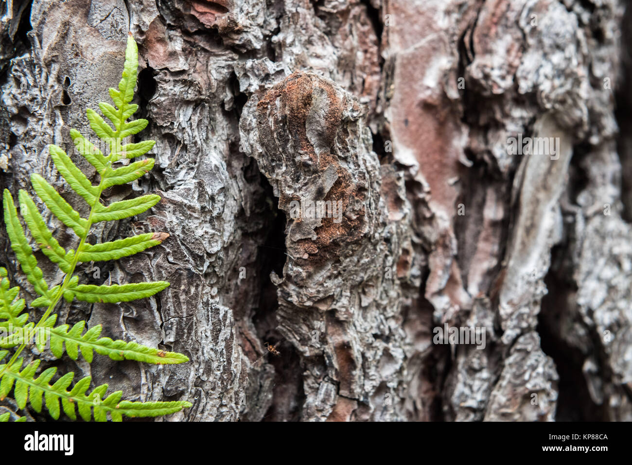 Green Fern plant on pine tree bark in forest Stock Photo - Alamy