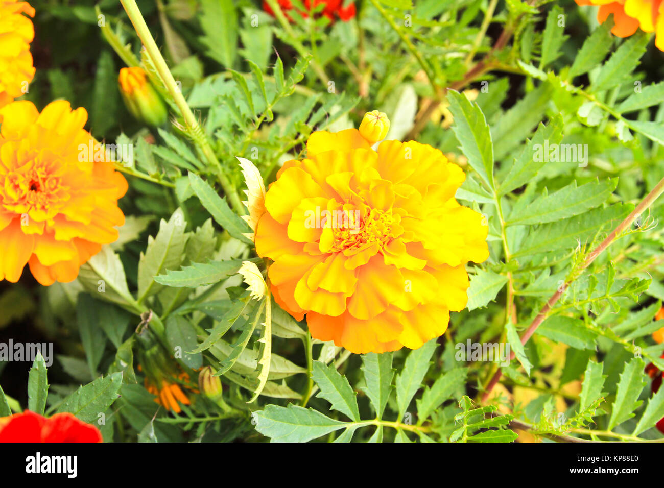 Marigolds (Tagetes erecta, Mexican marigold, Aztec marigold, African ...