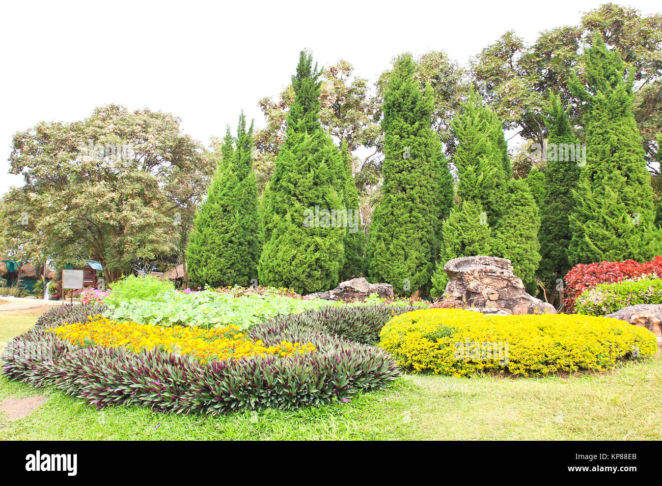 garden with pine trees Stock Photo - Alamy