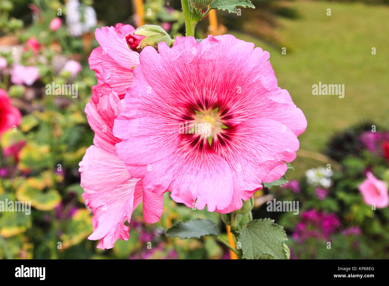 Pink hollyhock (Althaea rosea) blossoms Stock Photo - Alamy