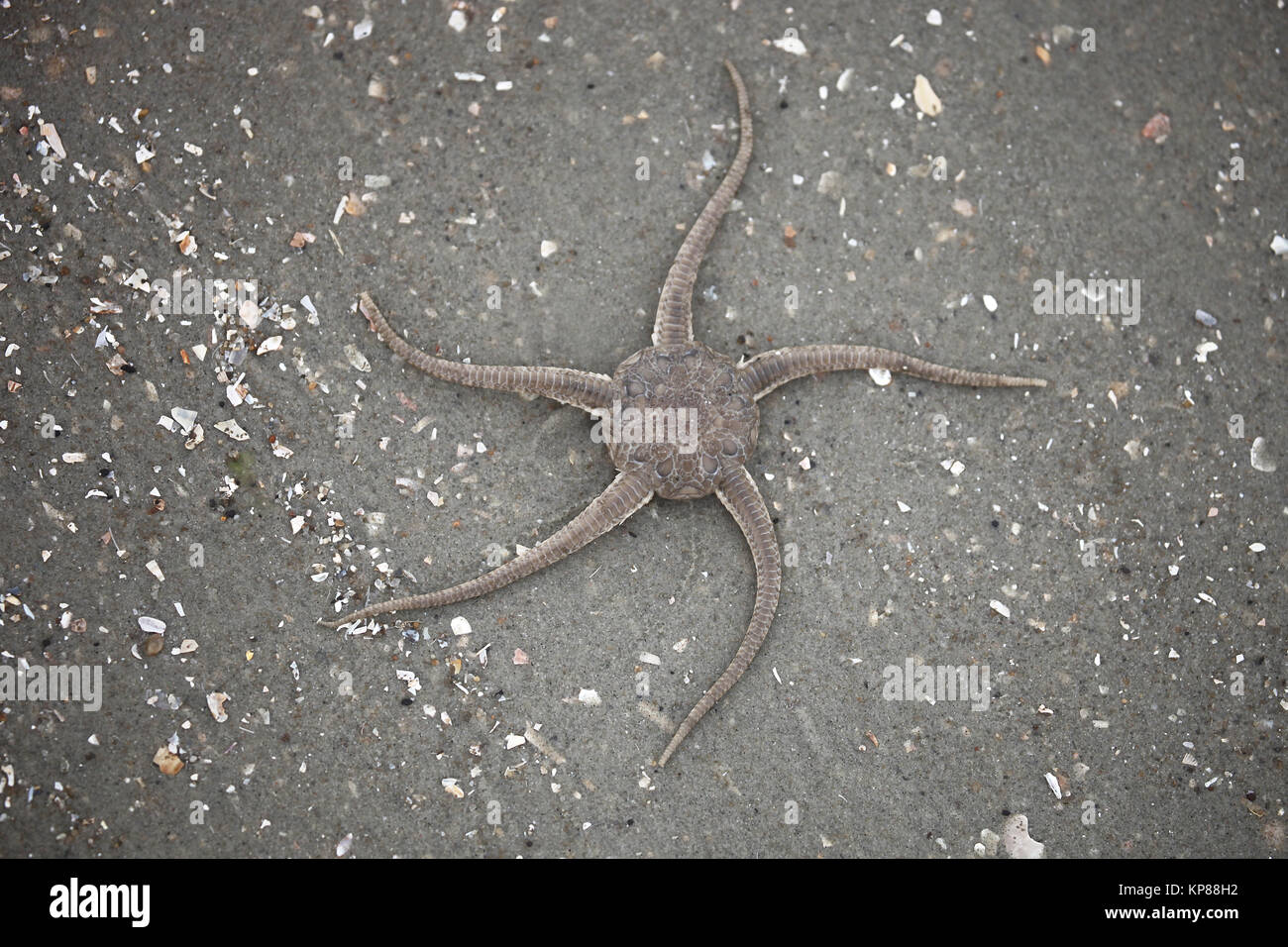 Snake star on the beach of the North Sea in Denmark Stock Photo - Alamy