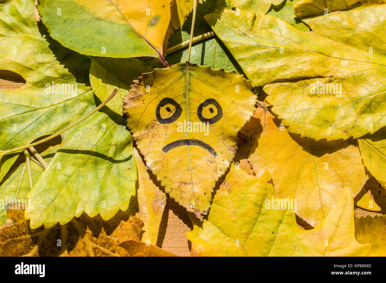 Yellow leaves with the image of a sad face against the background of ...