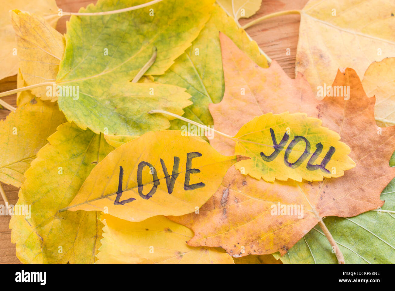 Yellow leaf with an inscription LOVE YOU on a background of yellow ...