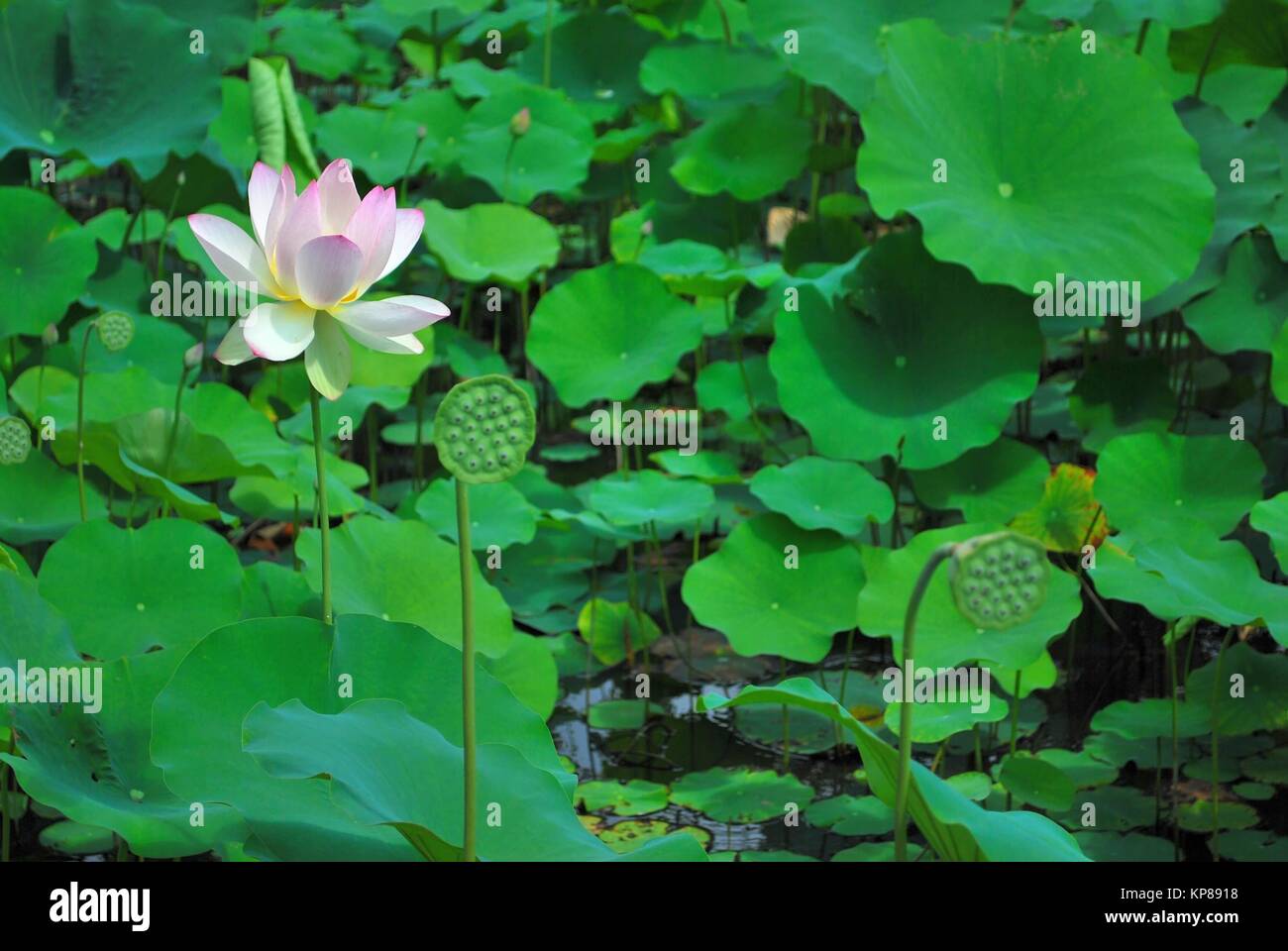 Symbolizing Purity High Resolution Stock Photography and Images - Alamy