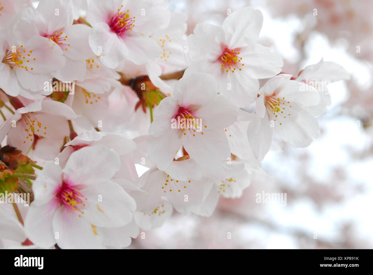 Japanese cherry blossoms during spring, symbolizing the concept of ...