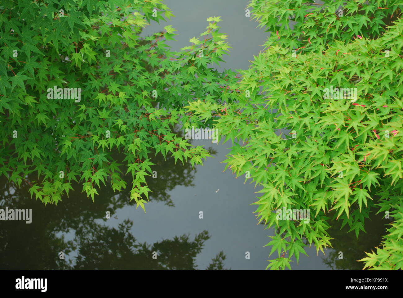 Season of fresh green in a Japanese zen garden. Suitable for concepts ...